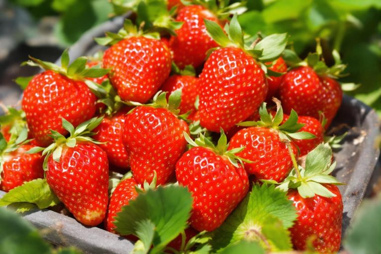Les fraises parmi les fruits les plus pollués ? Découvrez le classement 2025 - Le petit bain